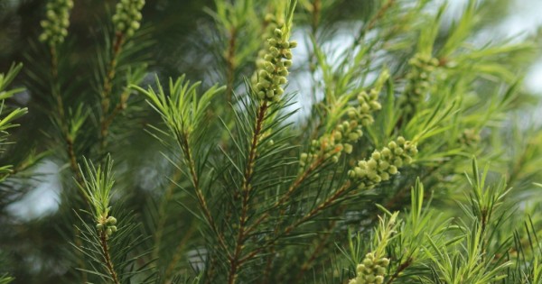 ᐉ Tea Tree: Un outil Universel pour une Peau Propre et un Corps Sain ...